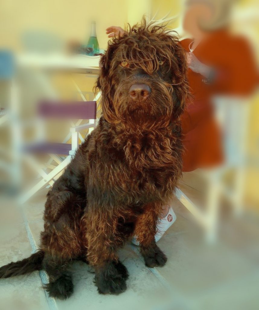 Galerie - Labrador und Labradoodle