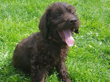 Labradoodles - Labrador und Labradoodle