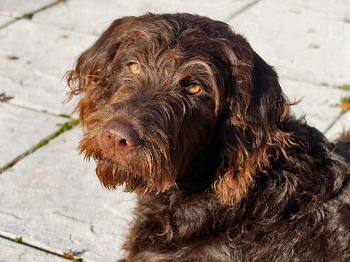 Labradoodles - Labrador und Labradoodle