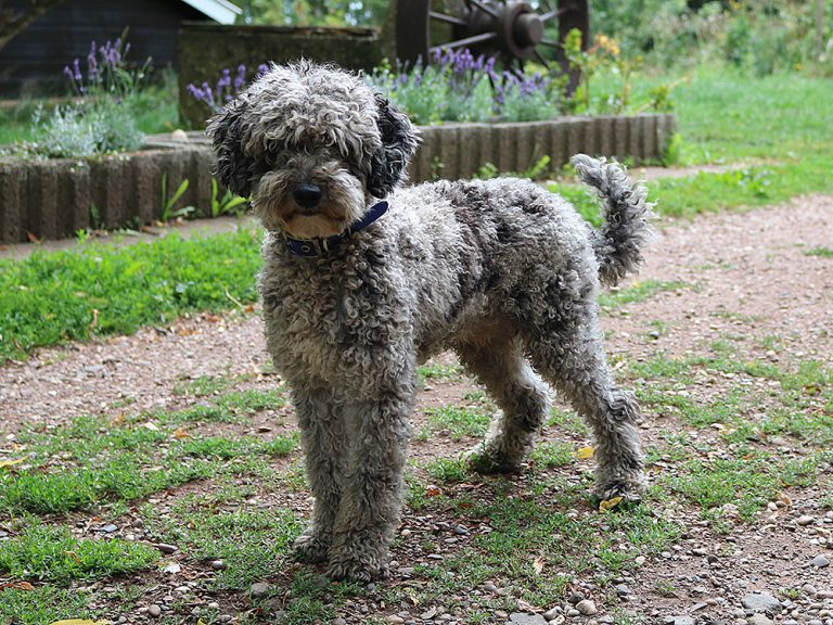 Labradoodle Welpen - Labrador und Labradoodle