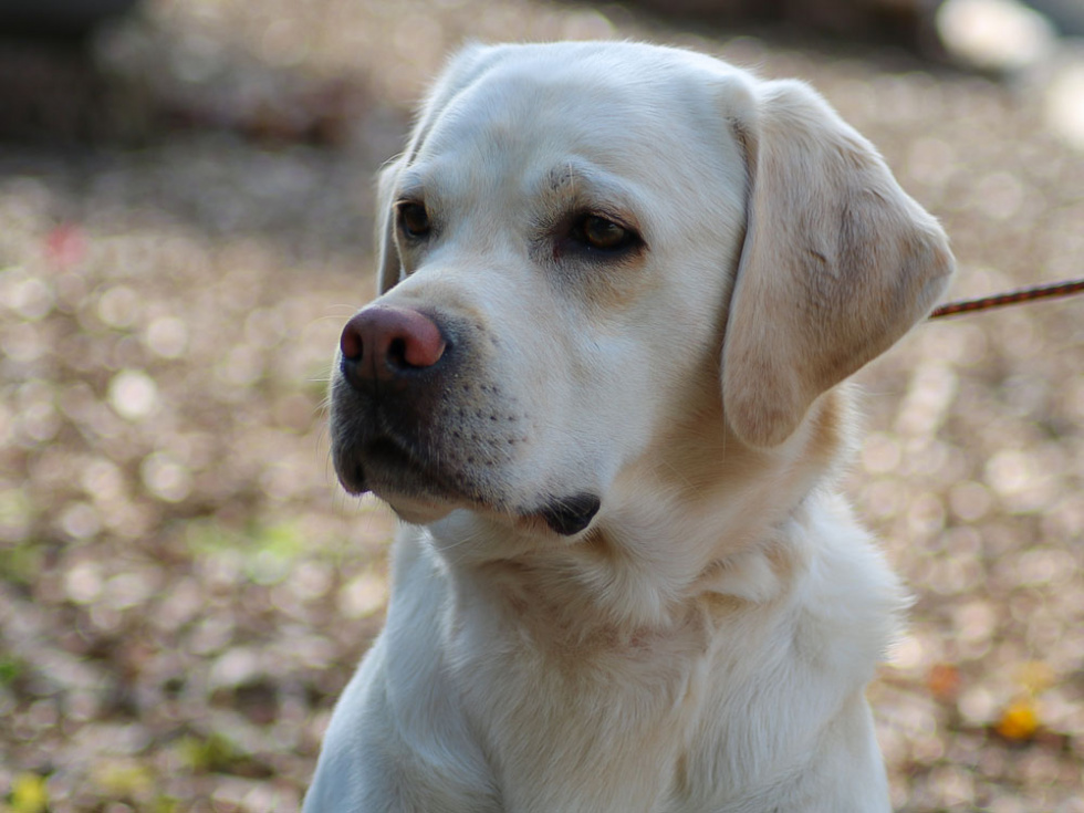 Deckrüde Erwin - Labrador und Labradoodle