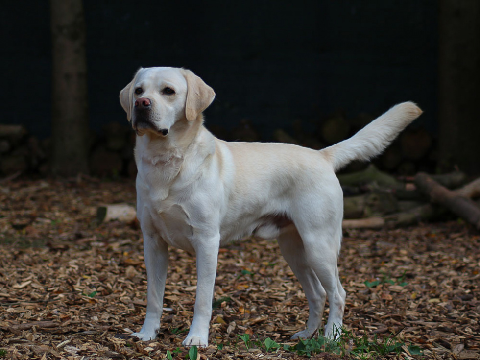 Deckrüde Erwin - Labrador und Labradoodle