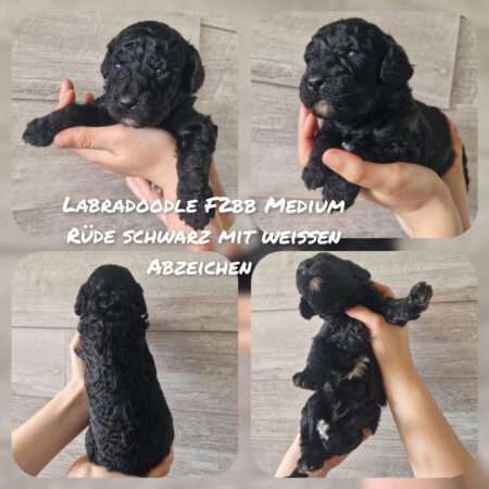 Labradoodle Welpen - Labrador und Labradoodle