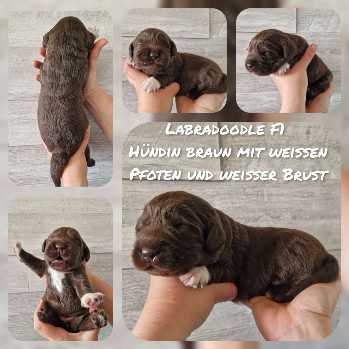 Labradoodle Welpen - Labrador und Labradoodle