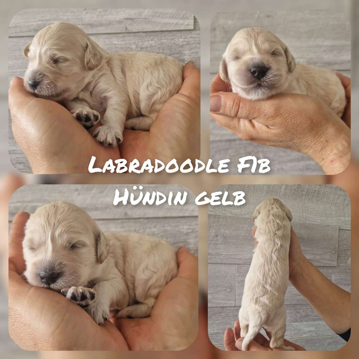 Labradoodle Welpen - Labrador und Labradoodle