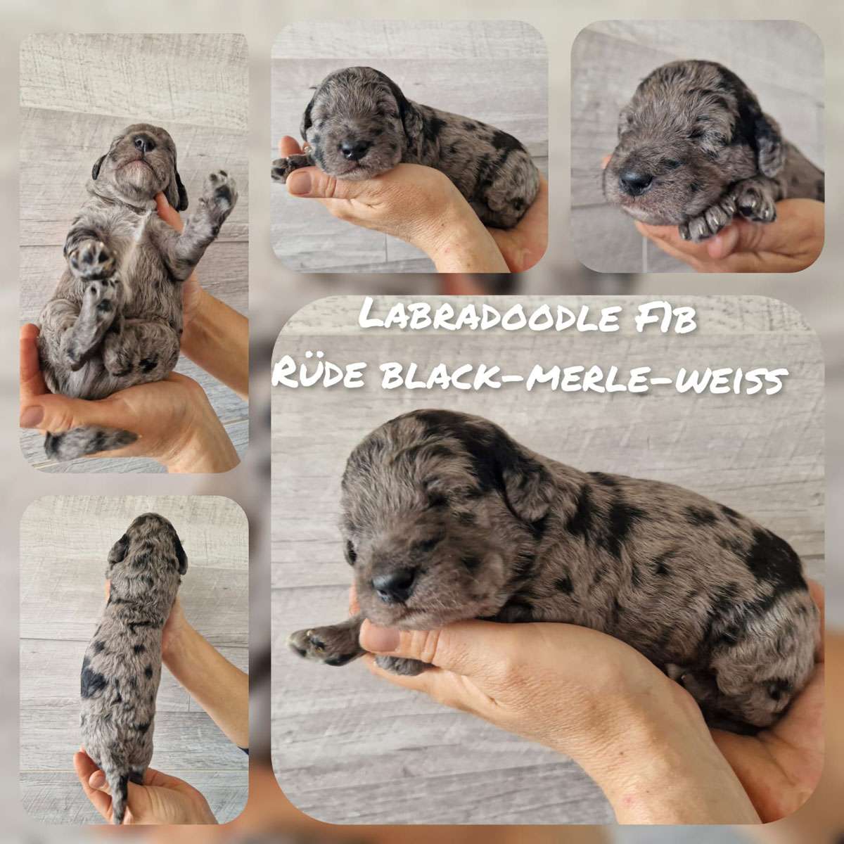 Labradoodle Welpen - Labrador und Labradoodle